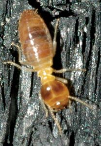 From the Stomachs of Termites - Grit